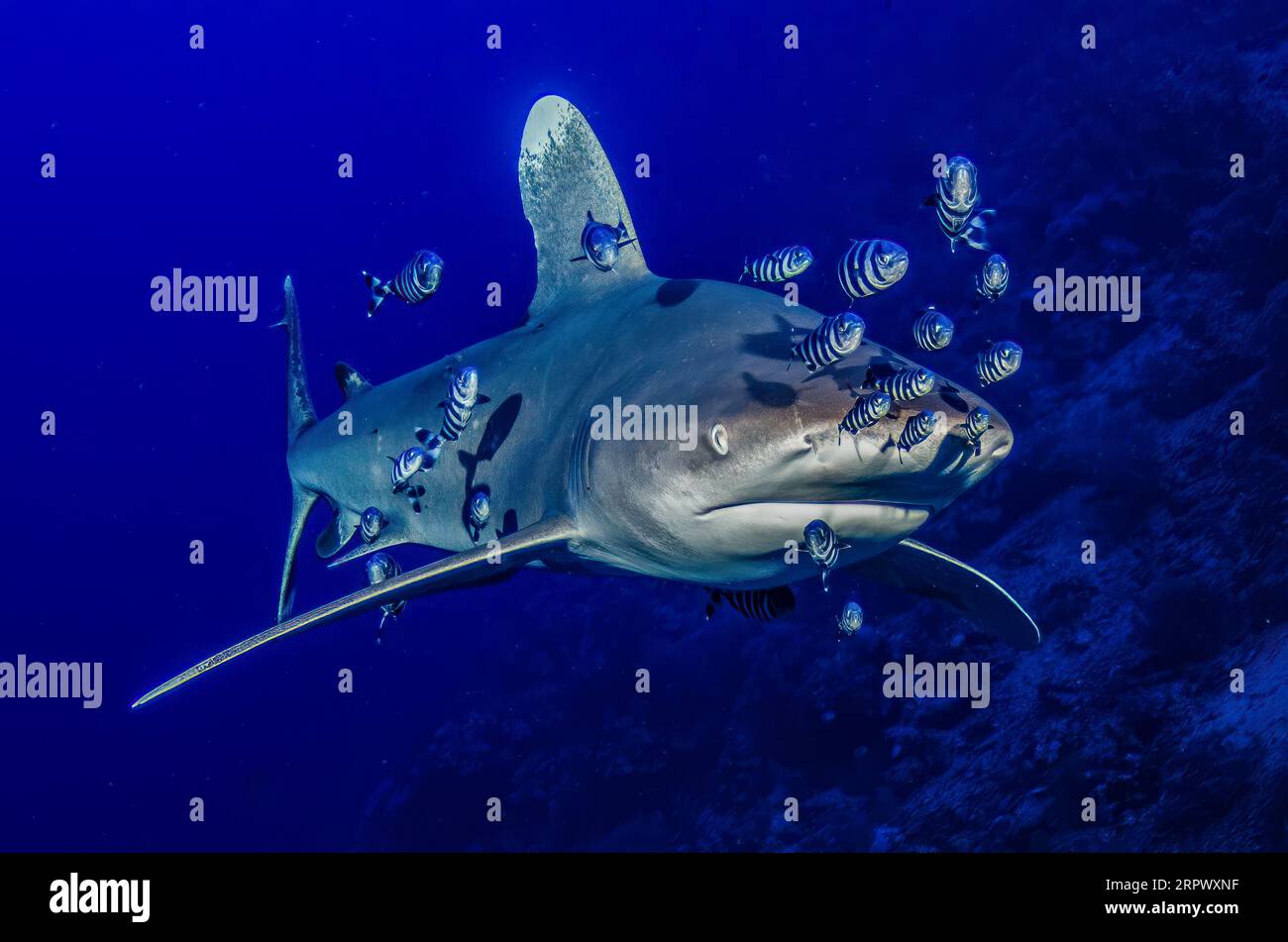 Let me pass Stock Photo - Alamy