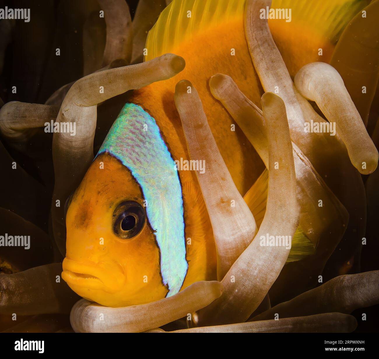 Grab me or else Stock Photo - Alamy