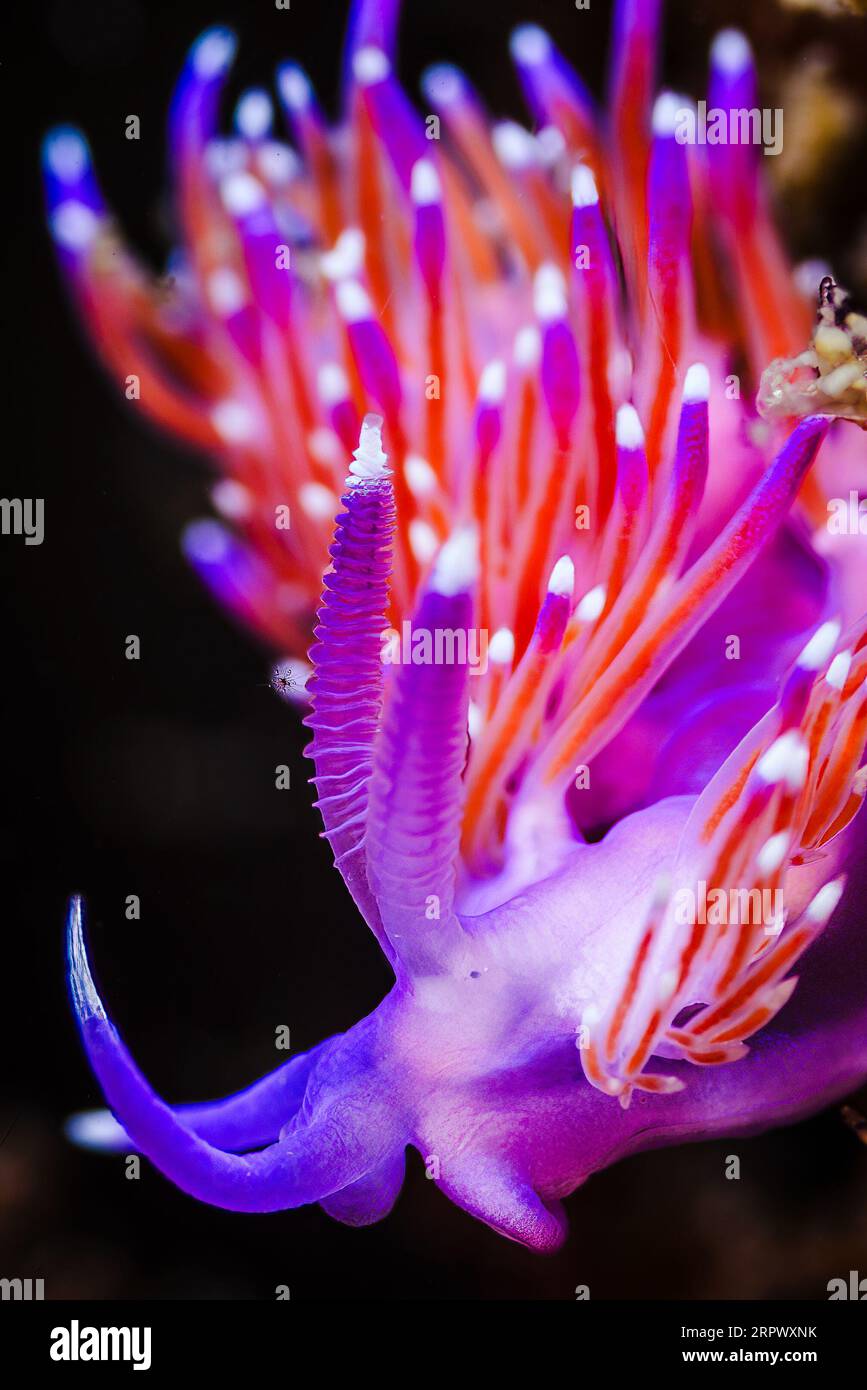 Underwater bursting hi-res stock photography and images - Alamy