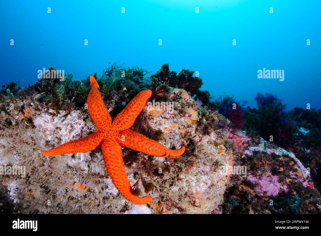 Starry starry day Stock Photo - Alamy