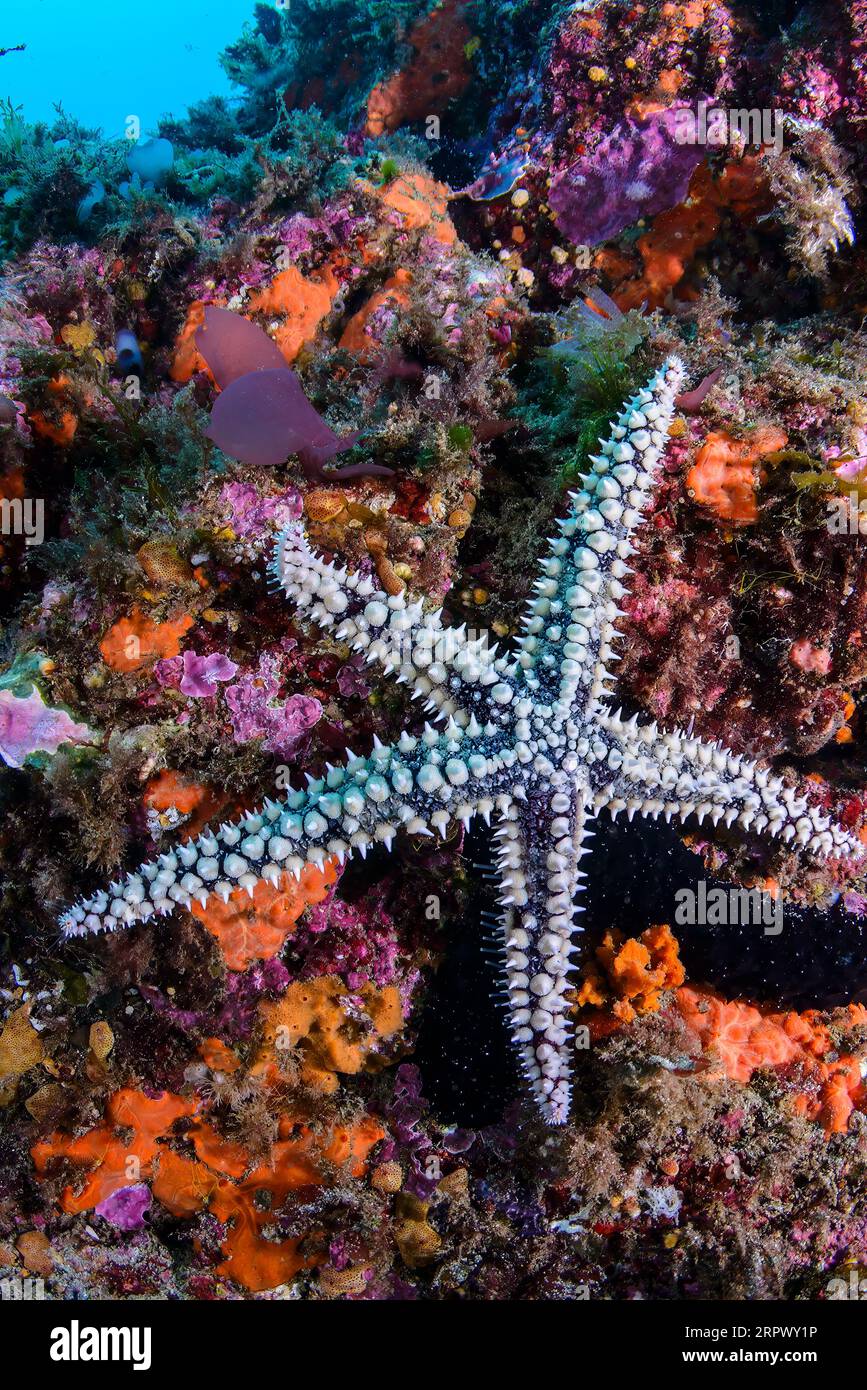 Spiny star fish hi-res stock photography and images - Alamy