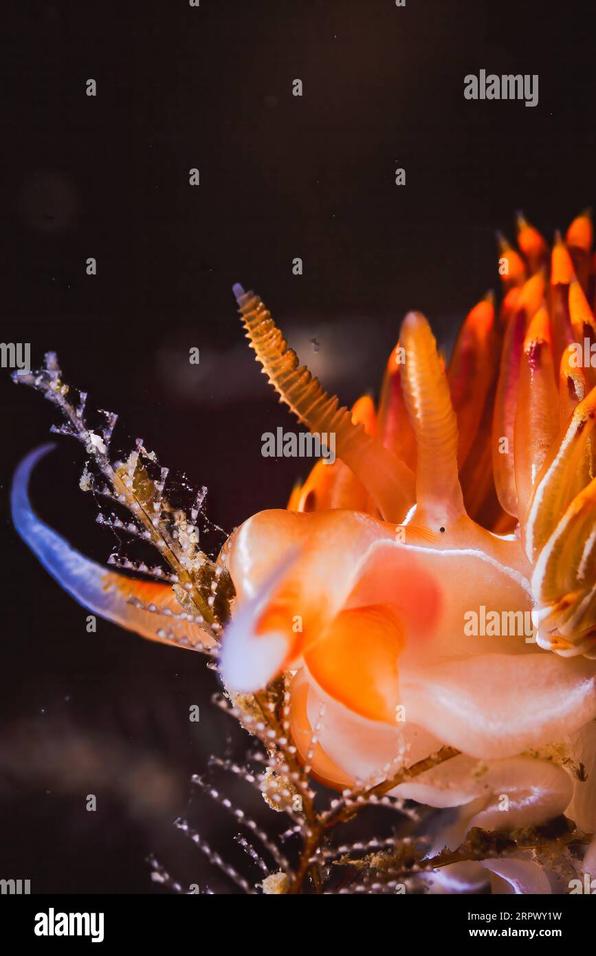 Pikaboo hi-res stock photography and images - Alamy