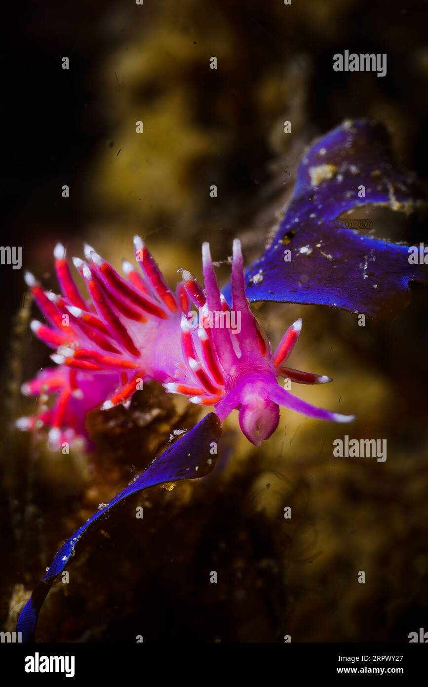 Nudibranch photo hi-res stock photography and images - Alamy