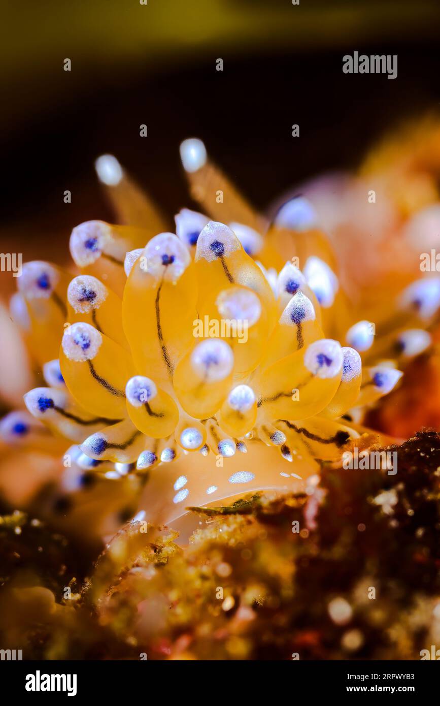 Pretty sea animals hi-res stock photography and images - Alamy
