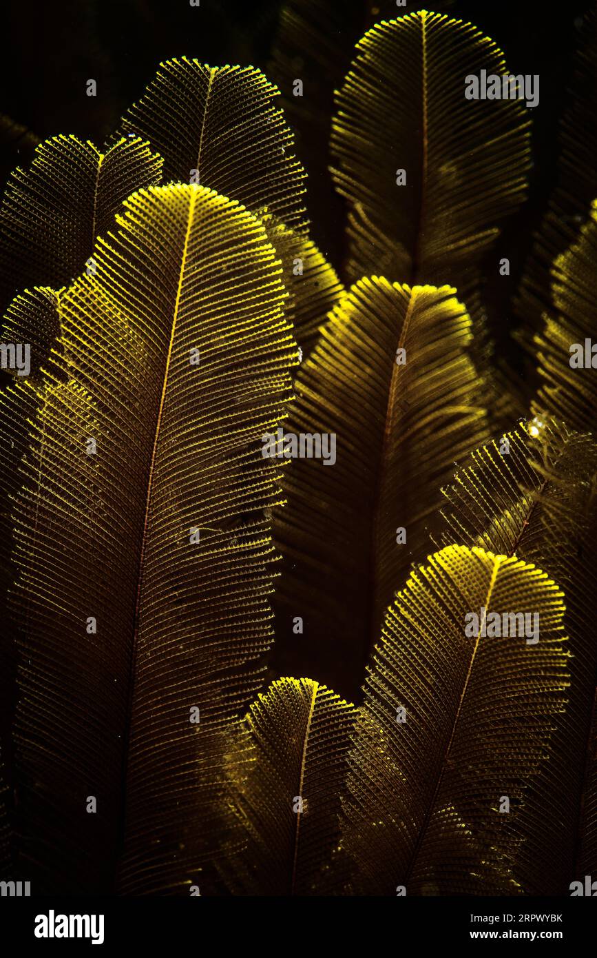 Feather algae hi-res stock photography and images - Alamy