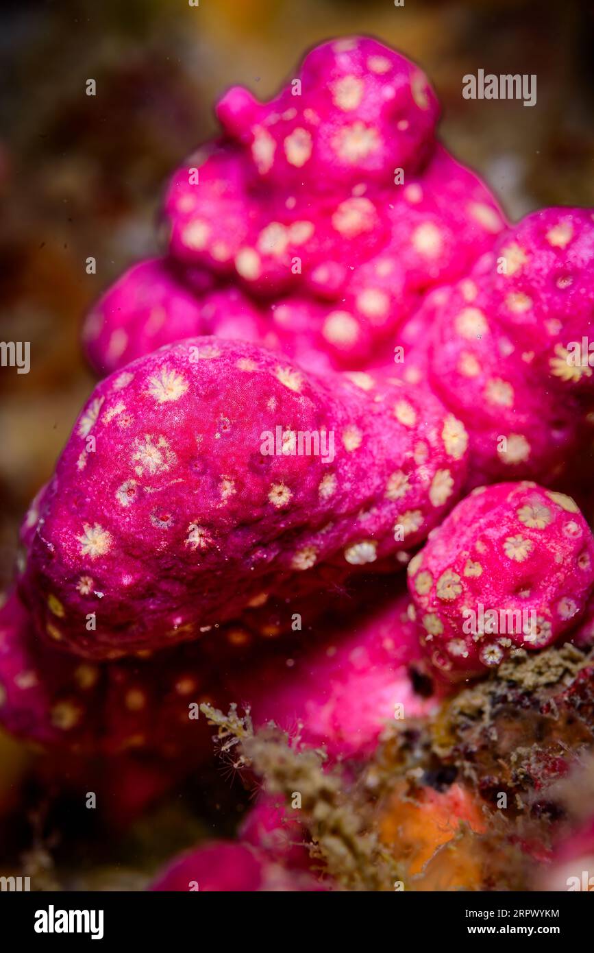 Sea creature pink underwater hi-res stock photography and images - Alamy