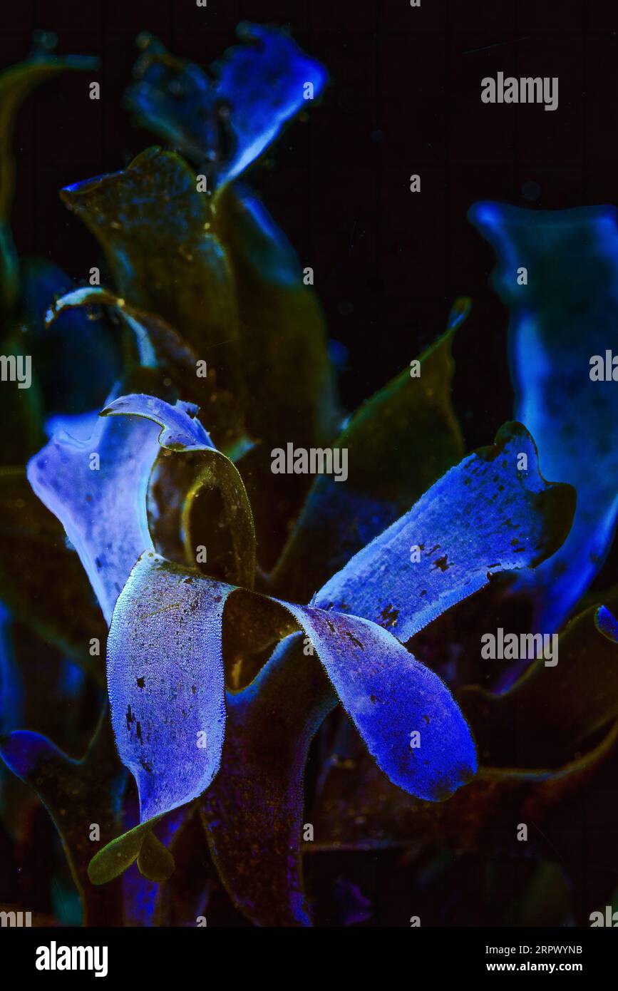 Blue gold fish under surface hi-res stock photography and images - Alamy