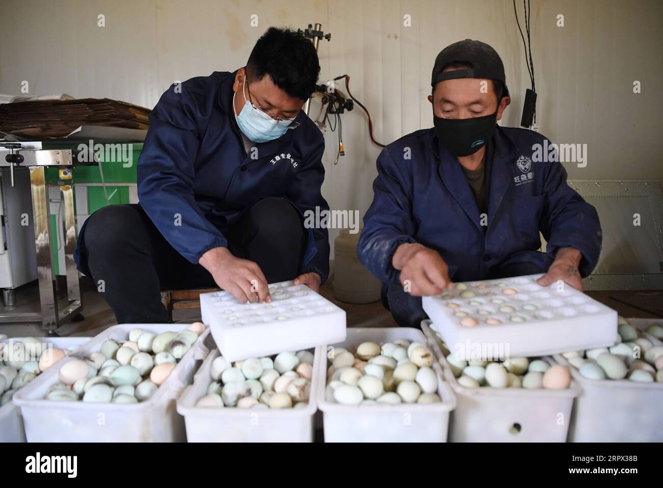 Tibetan chickens hi-res stock photography and images - Alamy