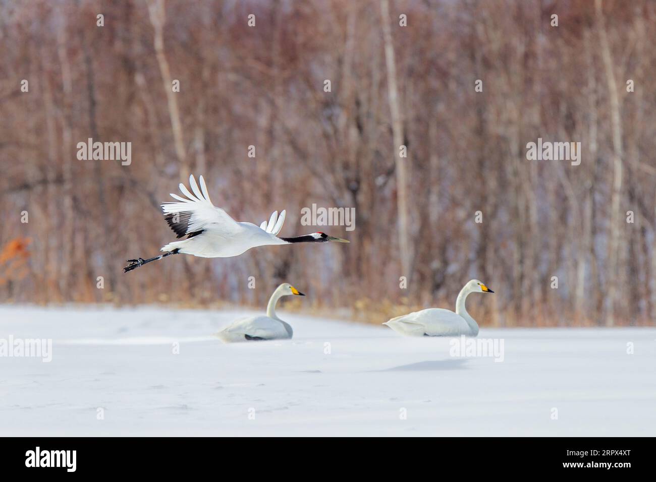 Red-crowned crane (Grus Japonensis) flies over a snow filed. Bird in ...