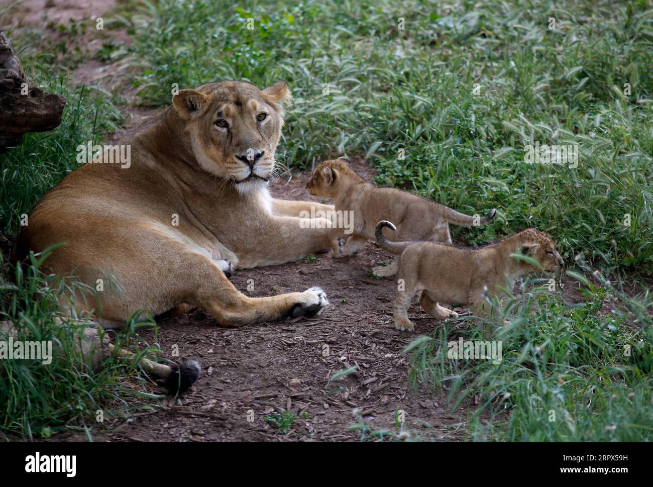 Mideast jerusalem zo lion hi-res stock photography and images - Alamy