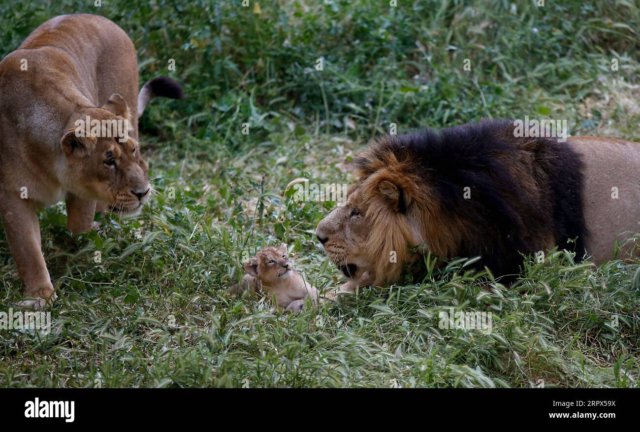 Mideast jerusalem zo lion hi-res stock photography and images - Alamy