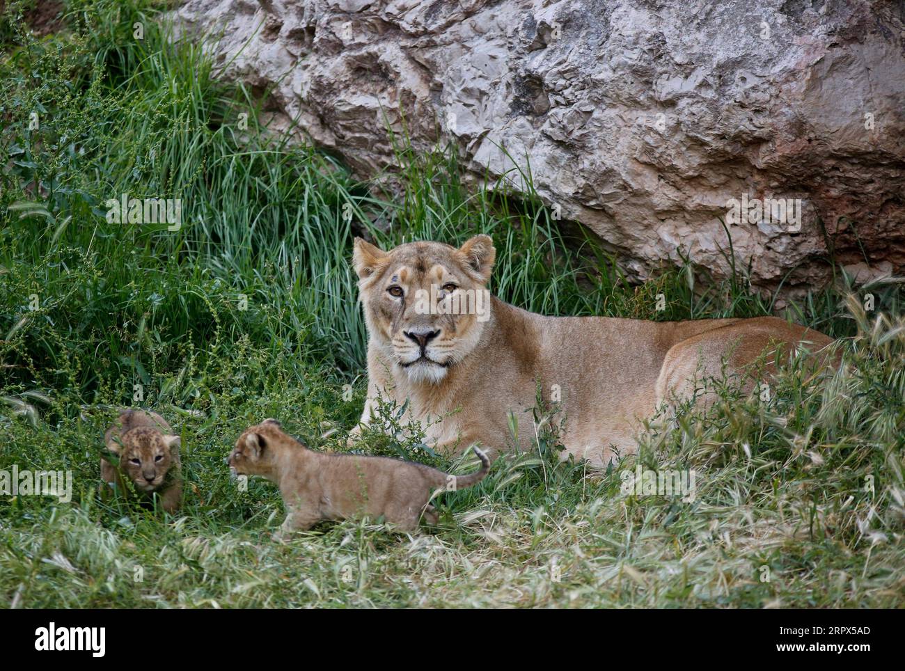 Mideast jerusalem zo lion hi-res stock photography and images - Alamy
