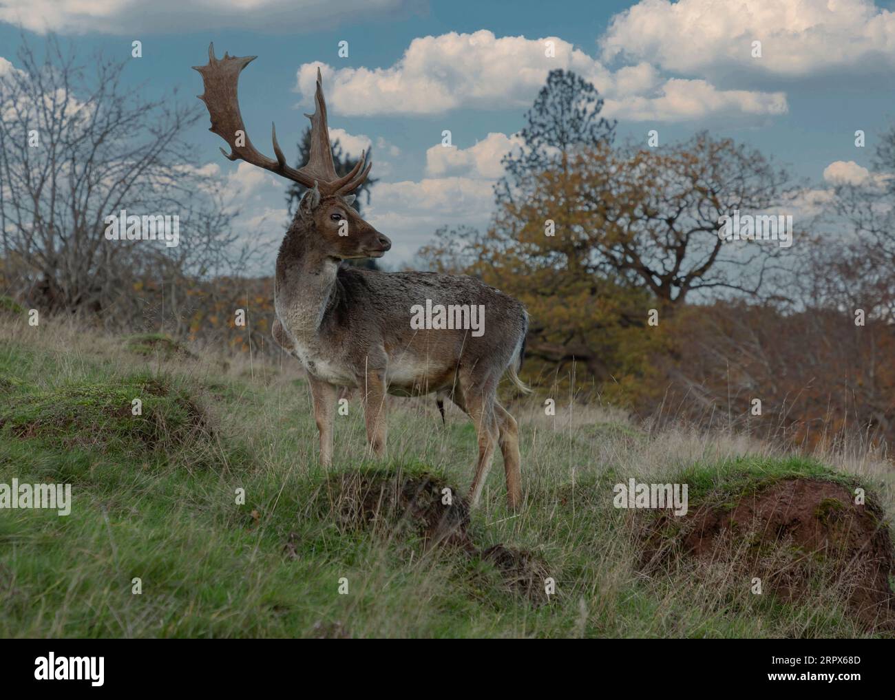 Male Deer with beautiful antlers stood on the hillside against a blue ...