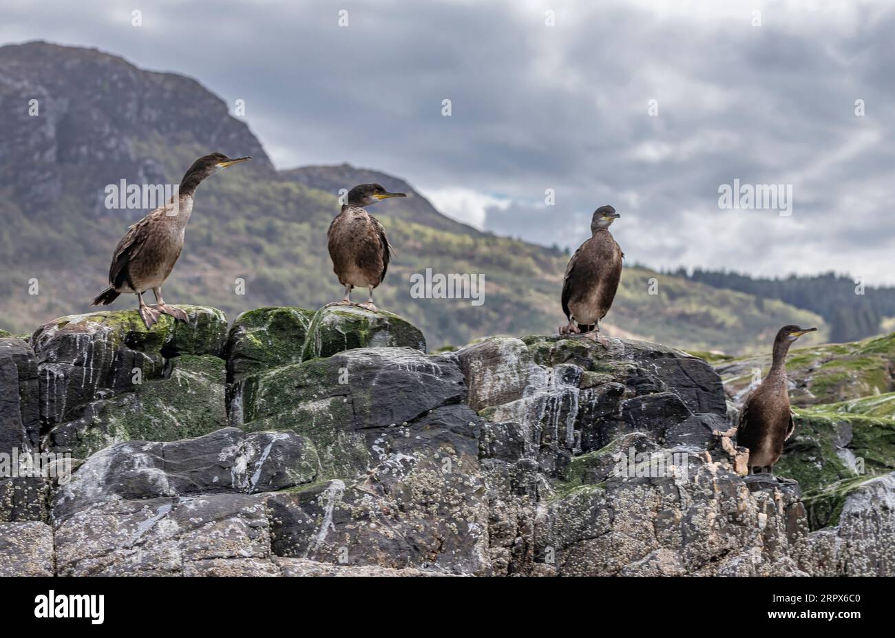 Line up of Shags on a island in a loch looking out in various ...