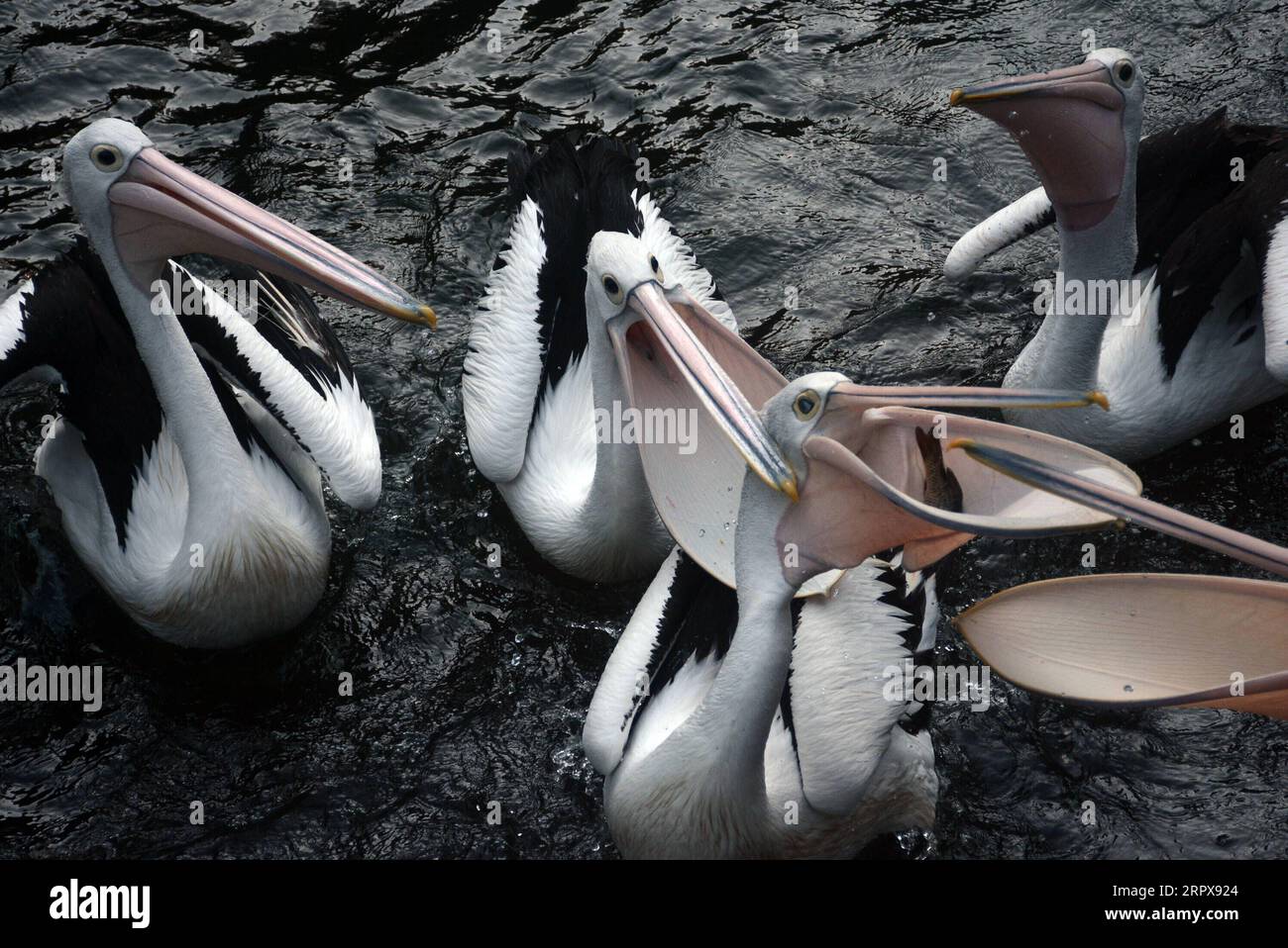 Australian zoo keeper hi-res stock photography and images - Alamy