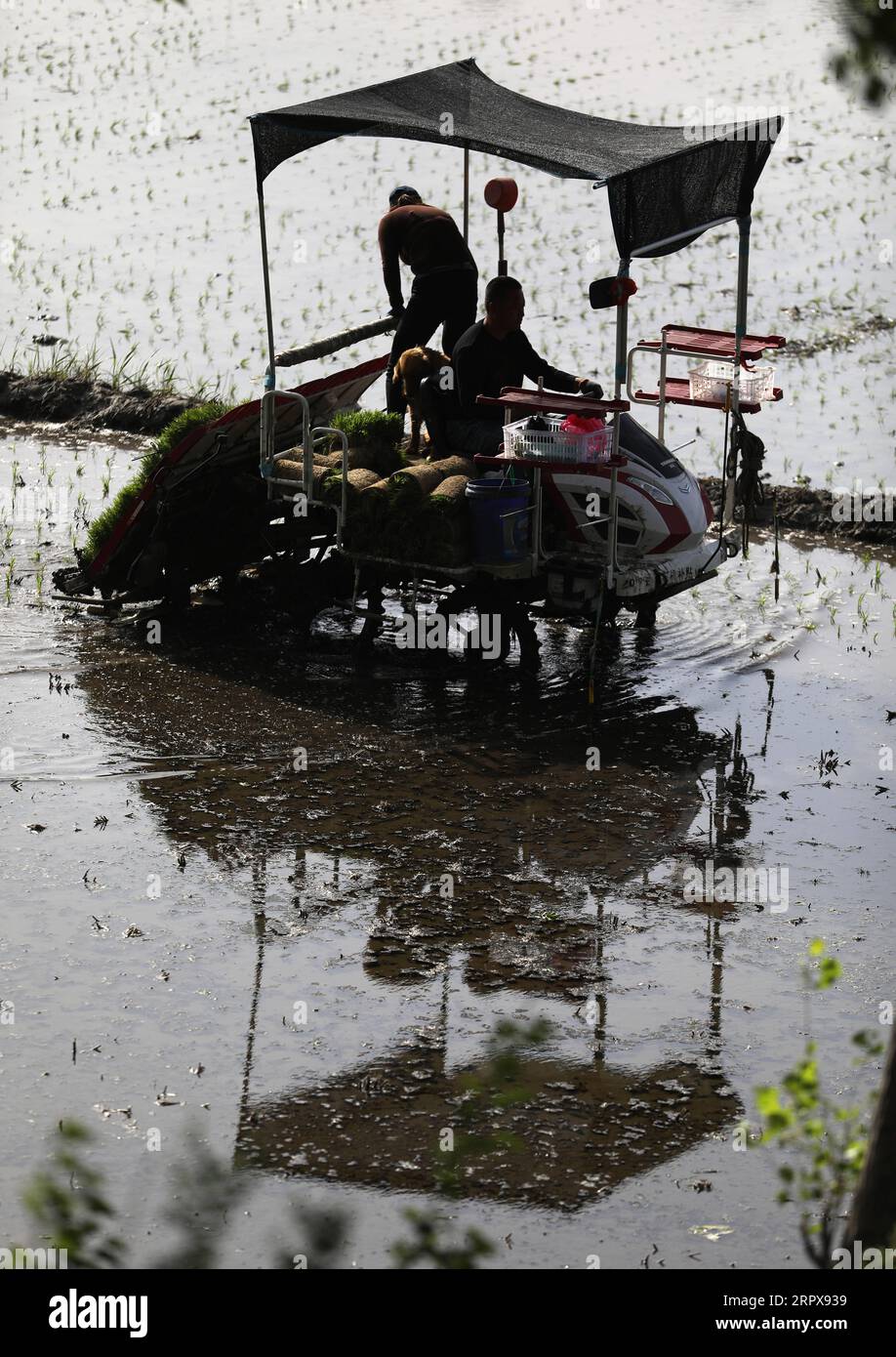 Transplanter plant rice hi-res stock photography and images - Alamy