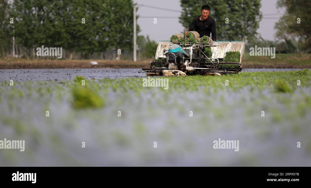 Transplanter plant rice hi-res stock photography and images - Alamy
