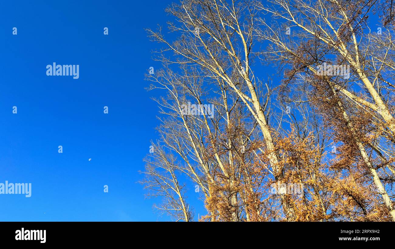 Nature desktop wallpaper autumn trees, blue sky and sunny morning. High ...