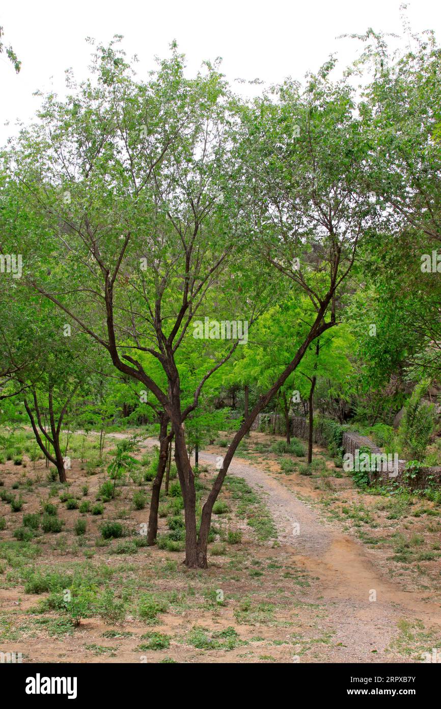 locust tree in the park in spring, closeup of photo Stock Photo - Alamy