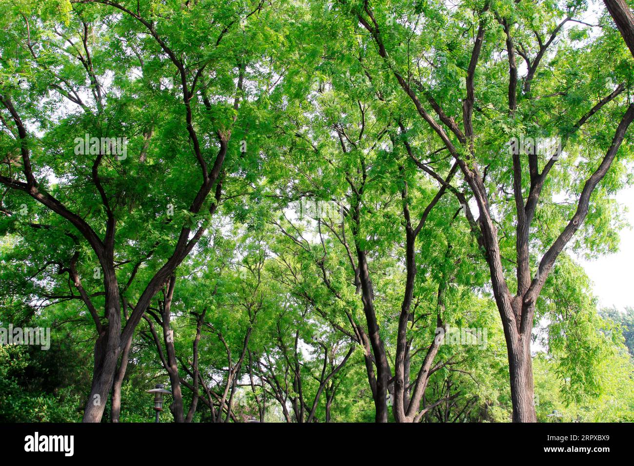 Chinese scholar tree branches, closeup of photo, in china Stock Photo ...