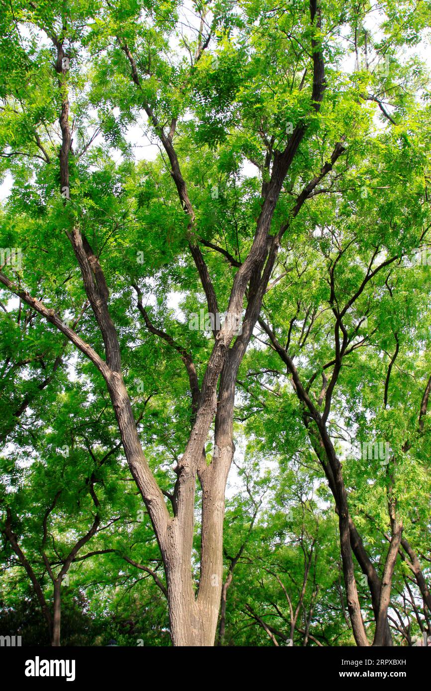 Chinese scholar tree branches, closeup of photo, in china Stock Photo ...