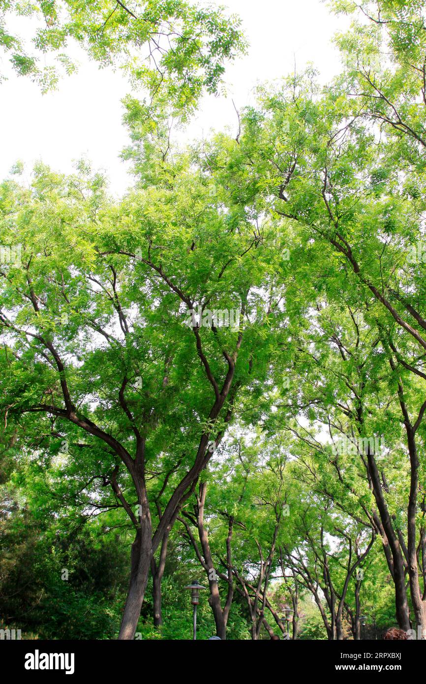 Chinese scholar tree branches, closeup of photo, in china Stock Photo ...