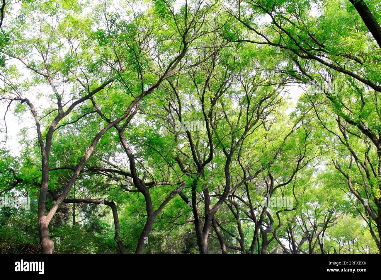 Chinese scholar tree branches, closeup of photo, in china Stock Photo ...