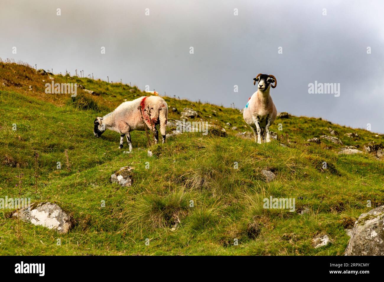 Irish sheep in wicklow hi-res stock photography and images - Alamy