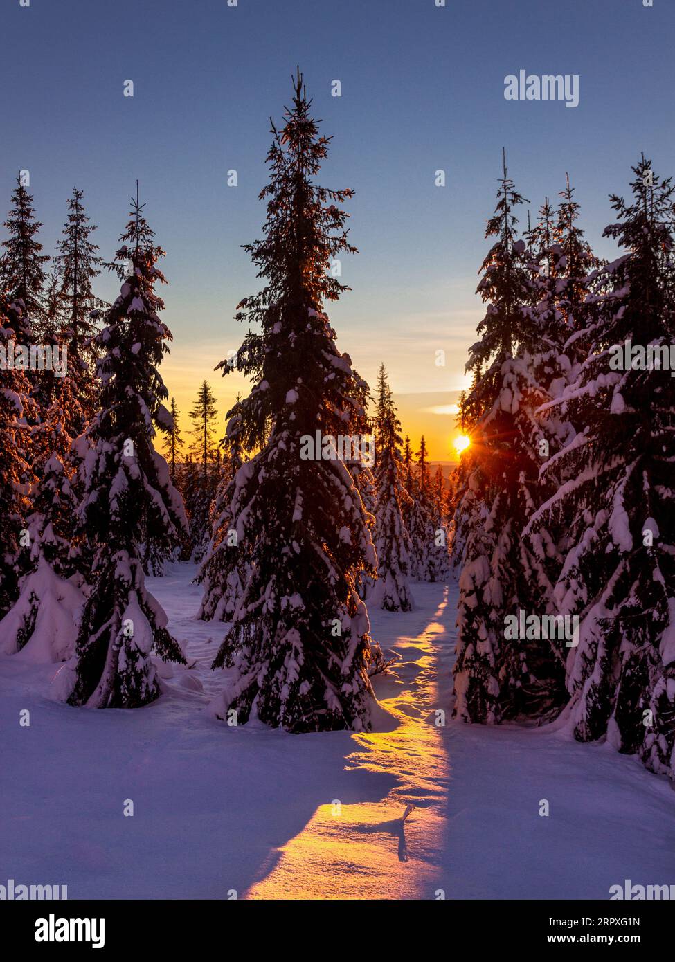 A typical sunset view of winter in Norway with snow of the spruce trees ...
