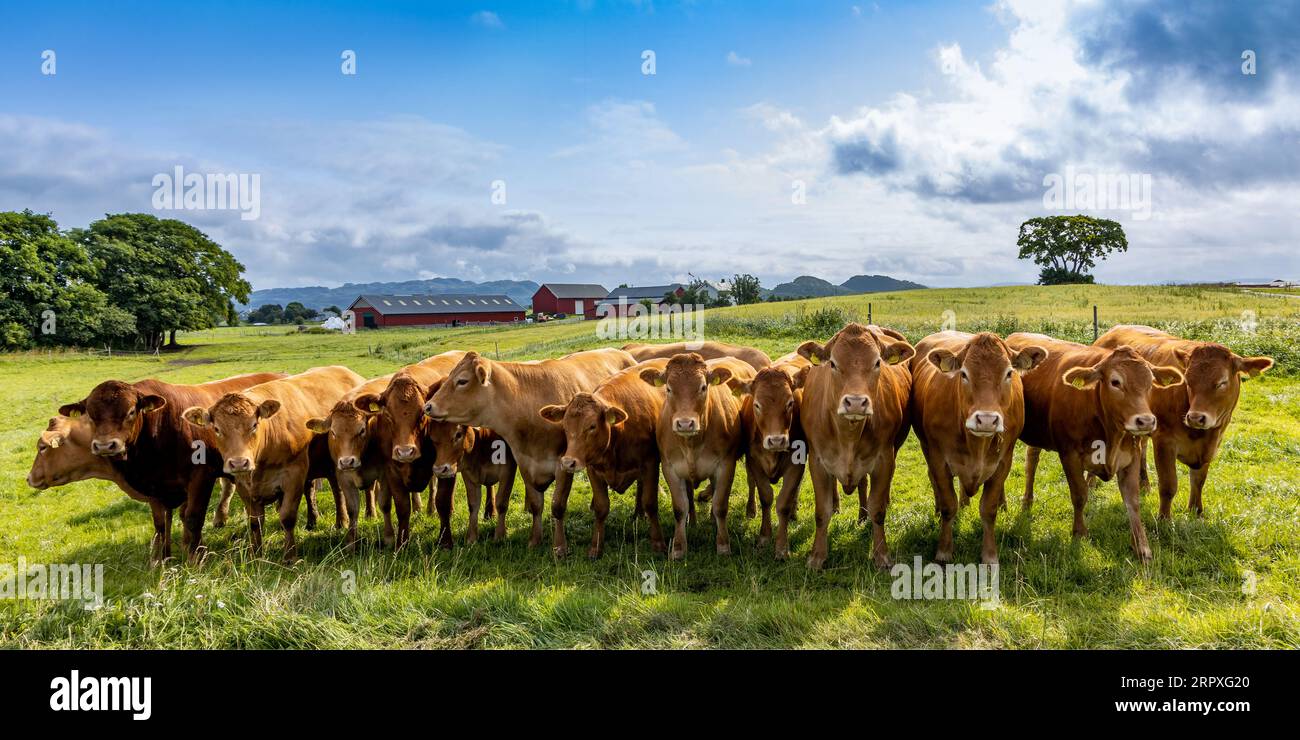 A nice line-up of thriteen cows and one bull on a farm in Norway Stock ...