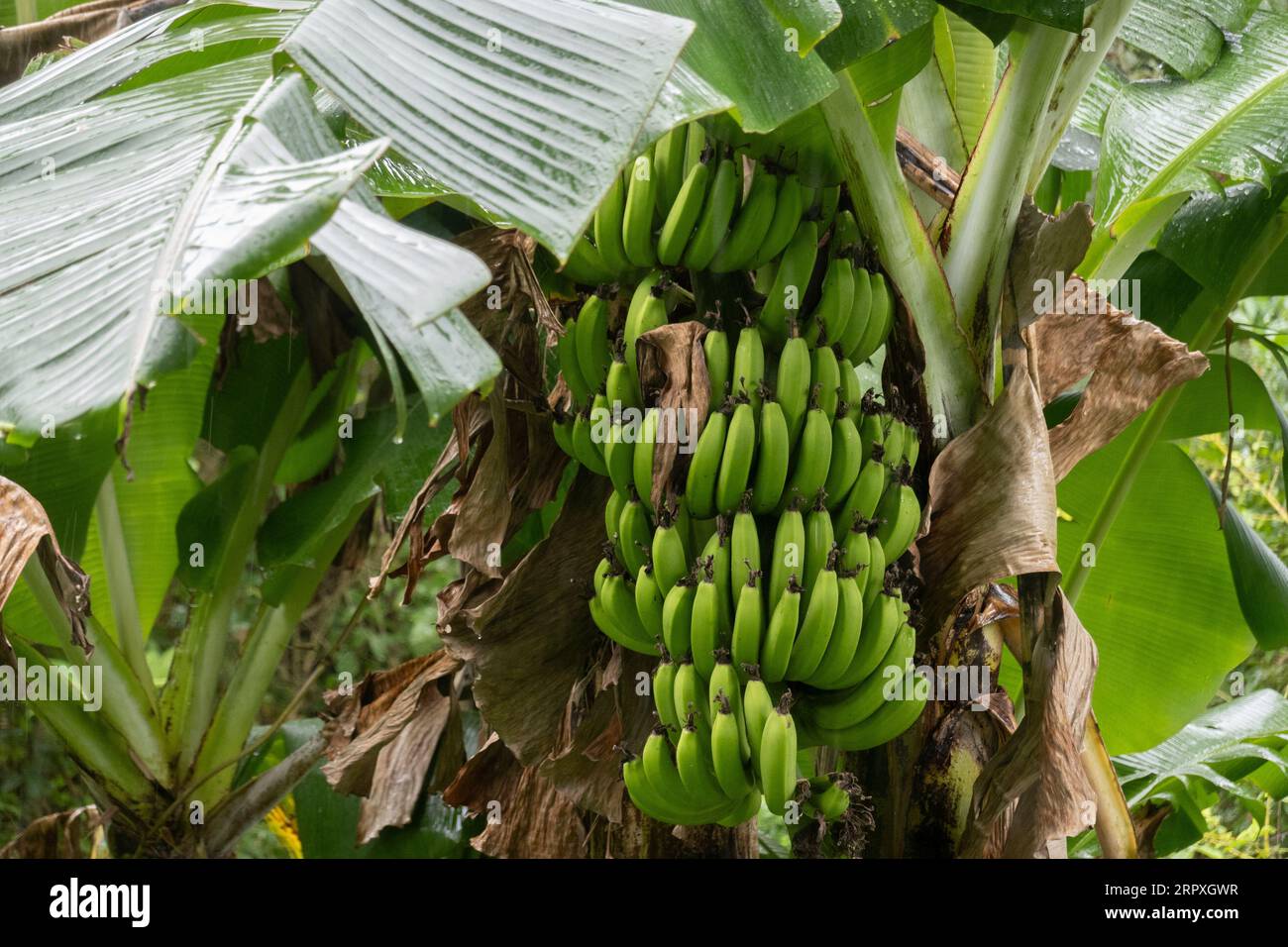 Bora Bora, French Polynesia. 3rd Sep, 2023. A banana tree on Bora Bora ...