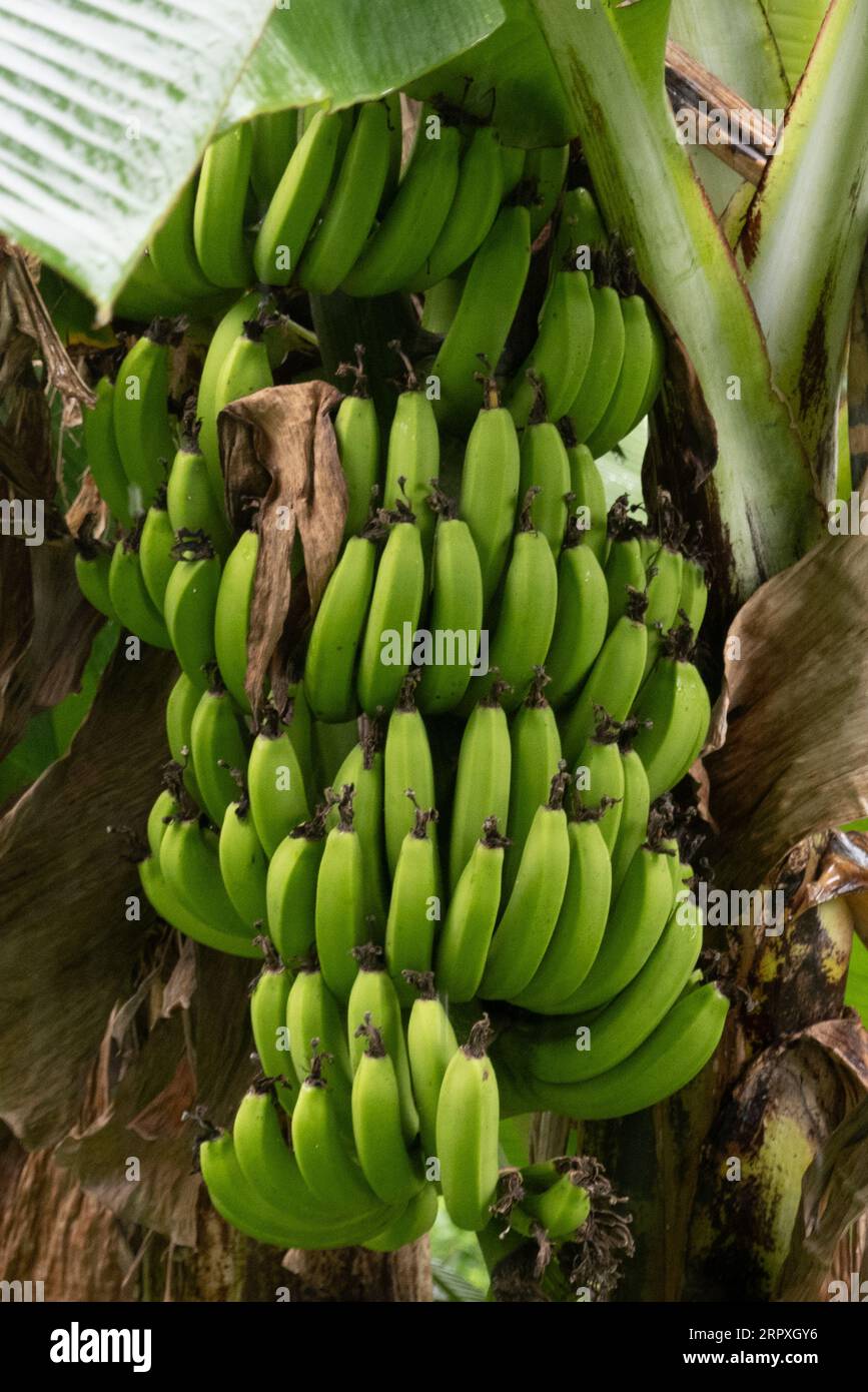 Bora Bora, French Polynesia. 3rd Sep, 2023. A banana tree on Bora Bora ...