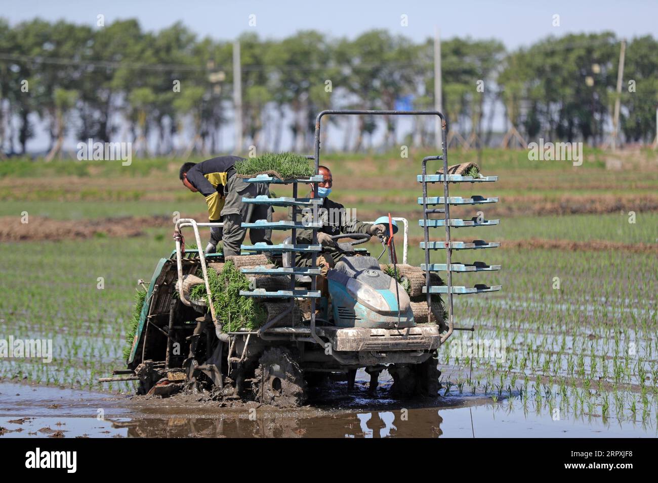 Transplanter plant rice hi-res stock photography and images - Alamy