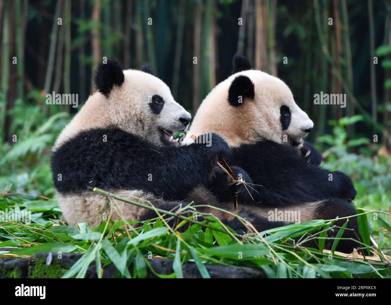 Tingzai hi-res stock photography and images - Alamy