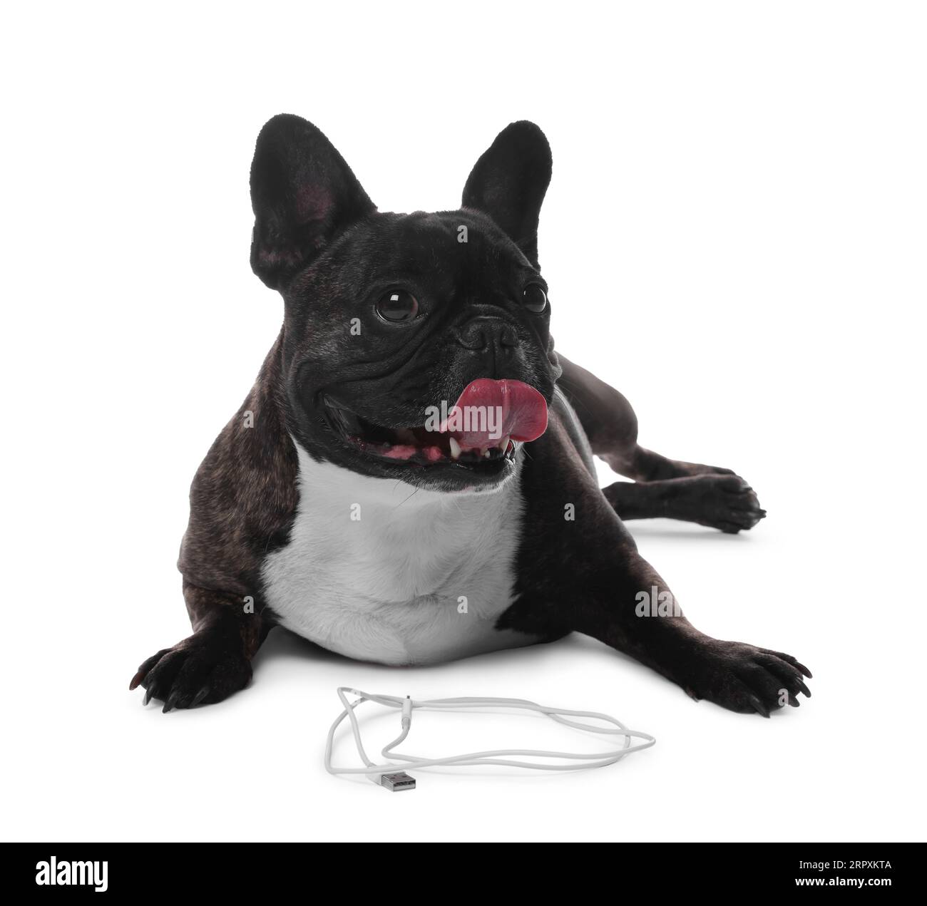 Wire French Bulldog