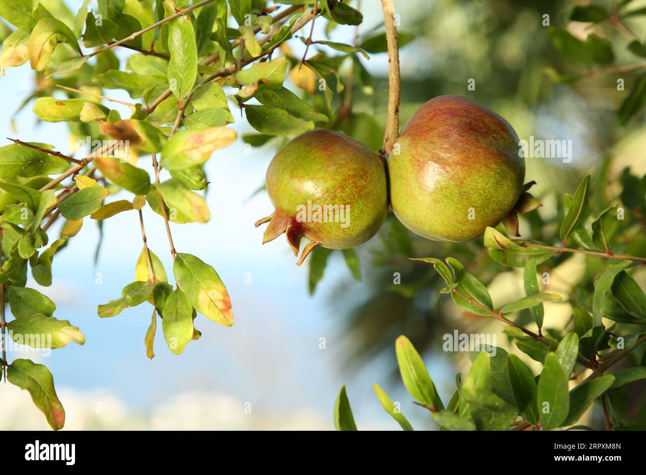 Unripe pomegranates hi-res stock photography and images - Alamy