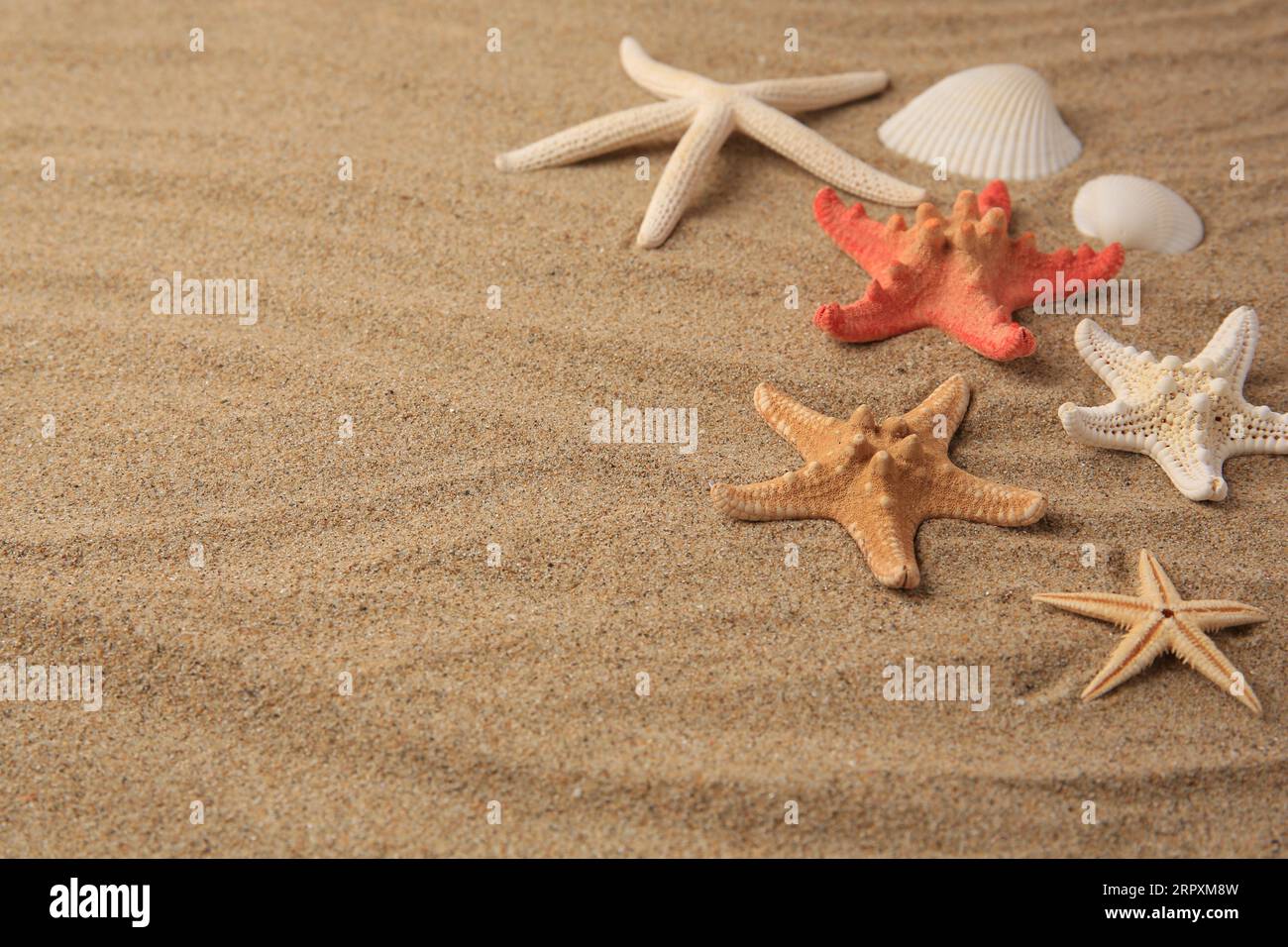Closeup sea shells stars hi-res stock photography and images - Alamy