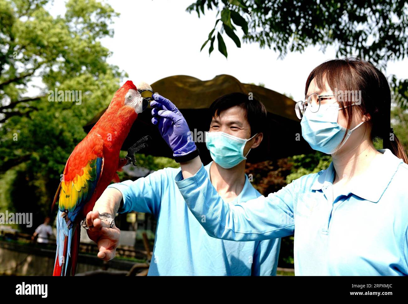 200528 -- SHANGHAI, May 28, 2020 -- A veterinarian checks the beak of a ...