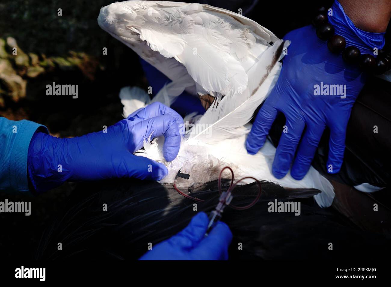 200528 -- SHANGHAI, May 28, 2020 -- A veterinarian draws blood from a ...