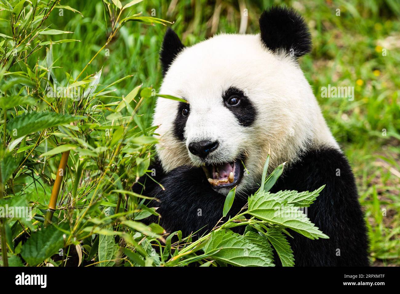 200529 -- BERLIN, May 29, 2020 Xinhua -- Giant panda Meng Meng is seen ...
