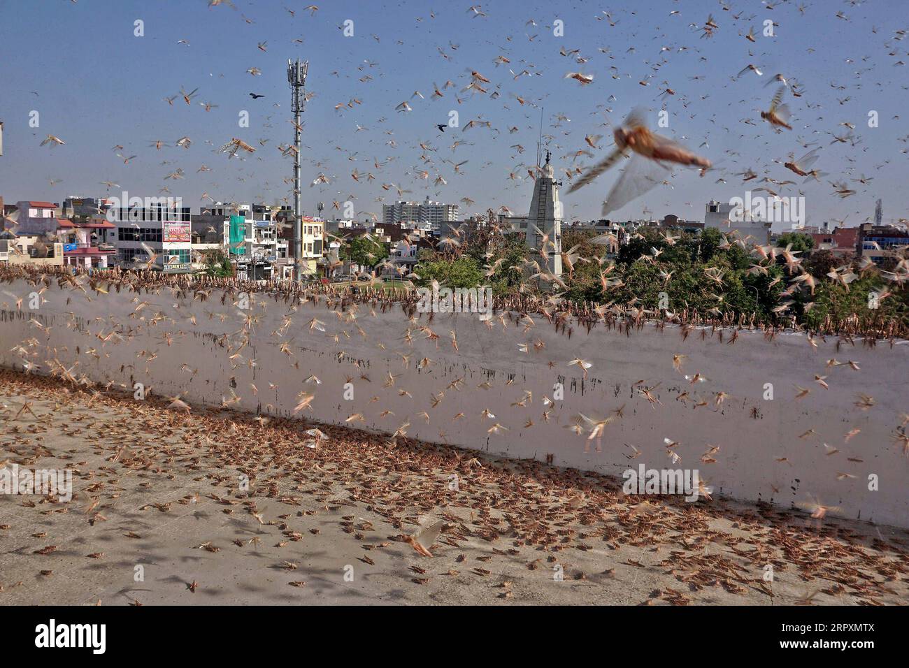 Locust india hi-res stock photography and images - Alamy