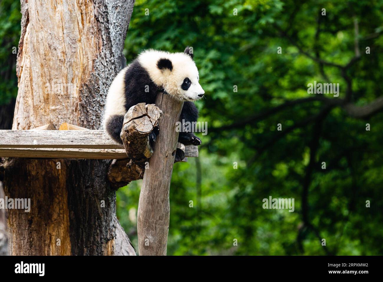 200529 -- BERLIN, May 29, 2020 Xinhua -- A giant panda cub plays at Zoo ...