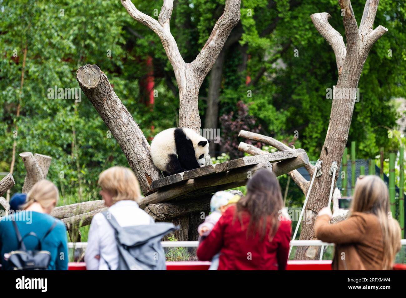 200529 -- BERLIN, May 29, 2020 Xinhua -- Visitors look on a giant panda ...