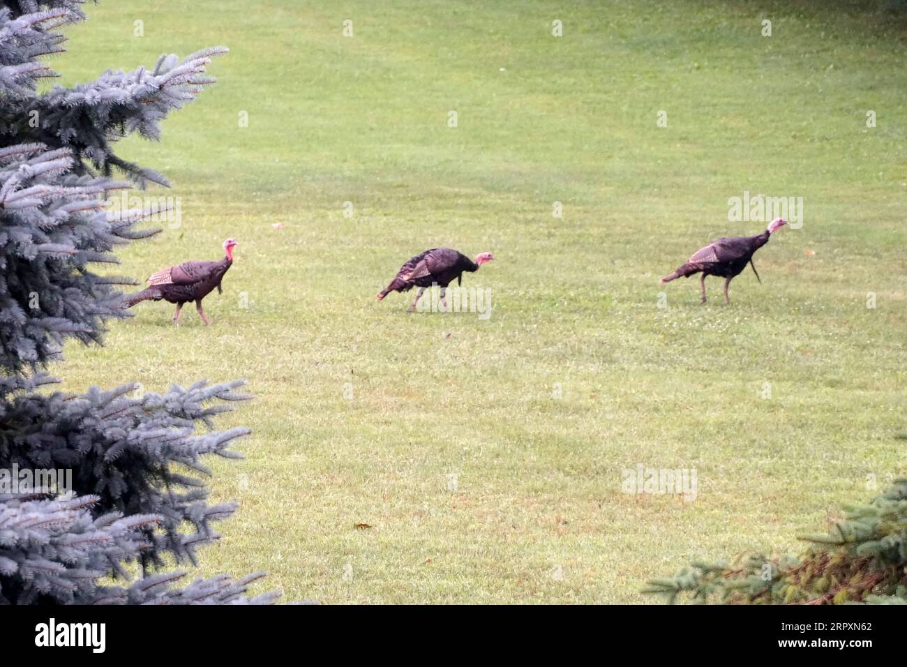 Wild Turkeys walking across lawn Stock Photo - Alamy