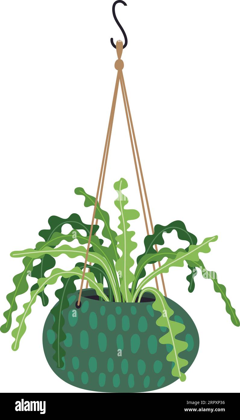Green fern. Natural plant hanging in cute flowerpot Stock Vector Image ...