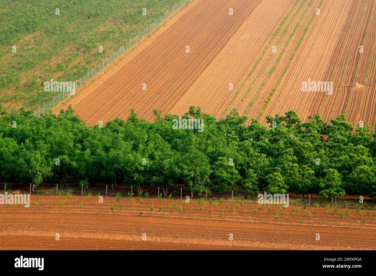 Trees and arable land, closeup of photo Stock Photo - Alamy