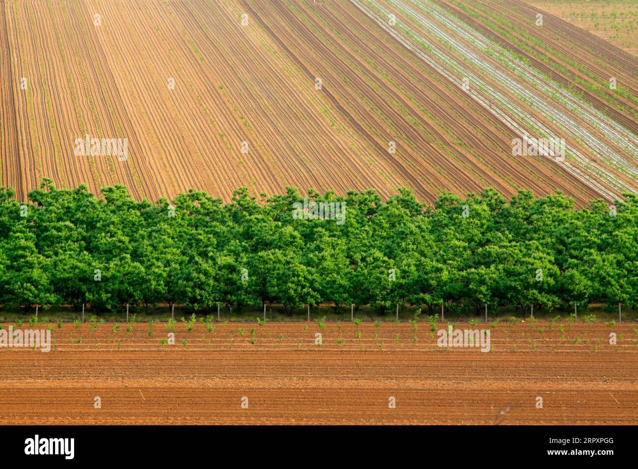 Trees and arable land, closeup of photo Stock Photo - Alamy