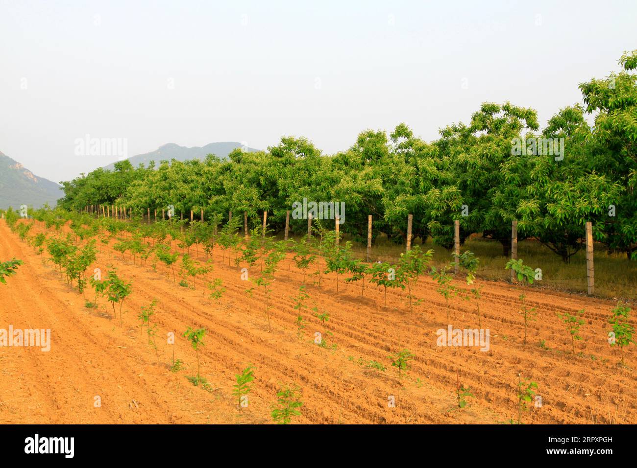 Chestnut soil hi-res stock photography and images - Alamy