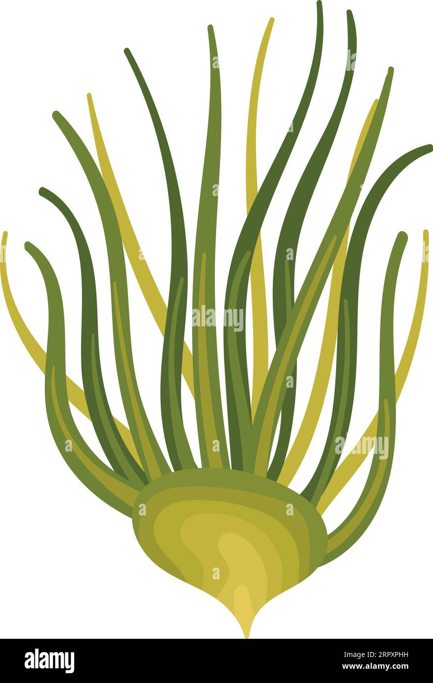 Ocean algae icon cartoon Cut Out Stock Images & Pictures - Alamy