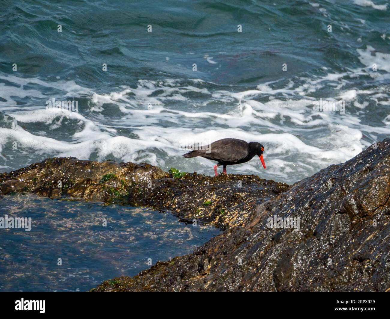 Bird, Sooty Oystercatcher on some rocks where the sea water has pooled ...